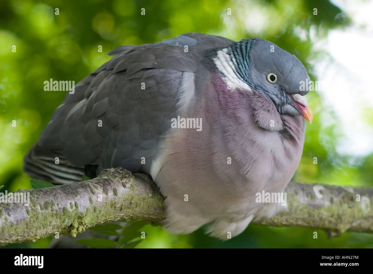 Rotund bird hi-res stock photography and images - Alamy