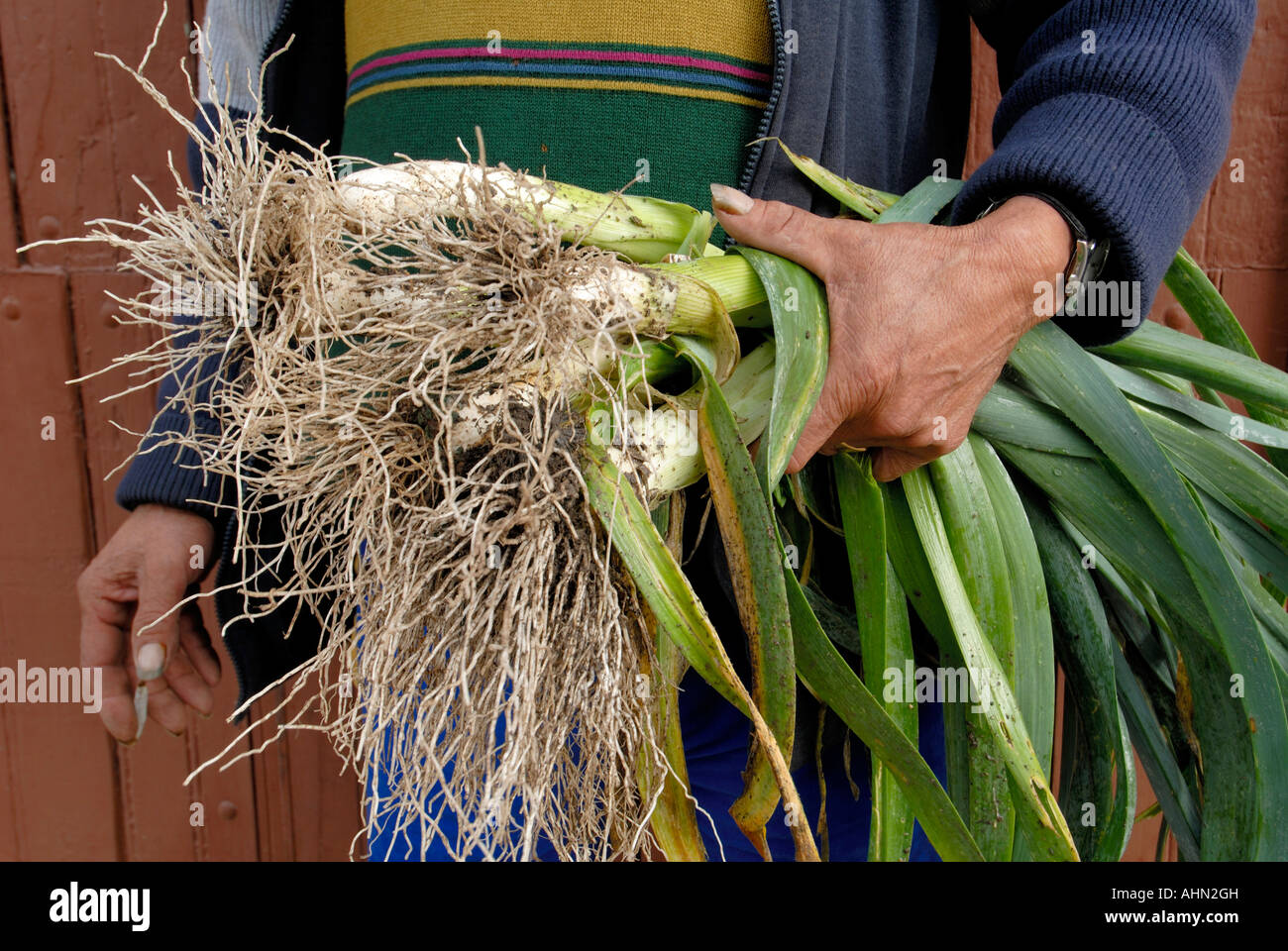 Man holding leek hi-res stock photography and images - Alamy
