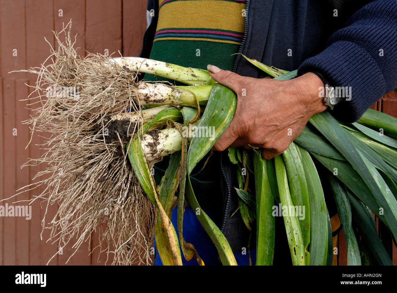 Hand Holding Roots Stock Photos & Hand Holding Roots Stock Images - Alamy