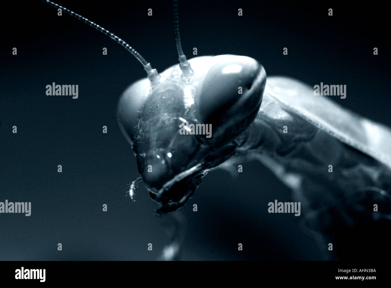 White mantis hi-res stock photography and images - Alamy