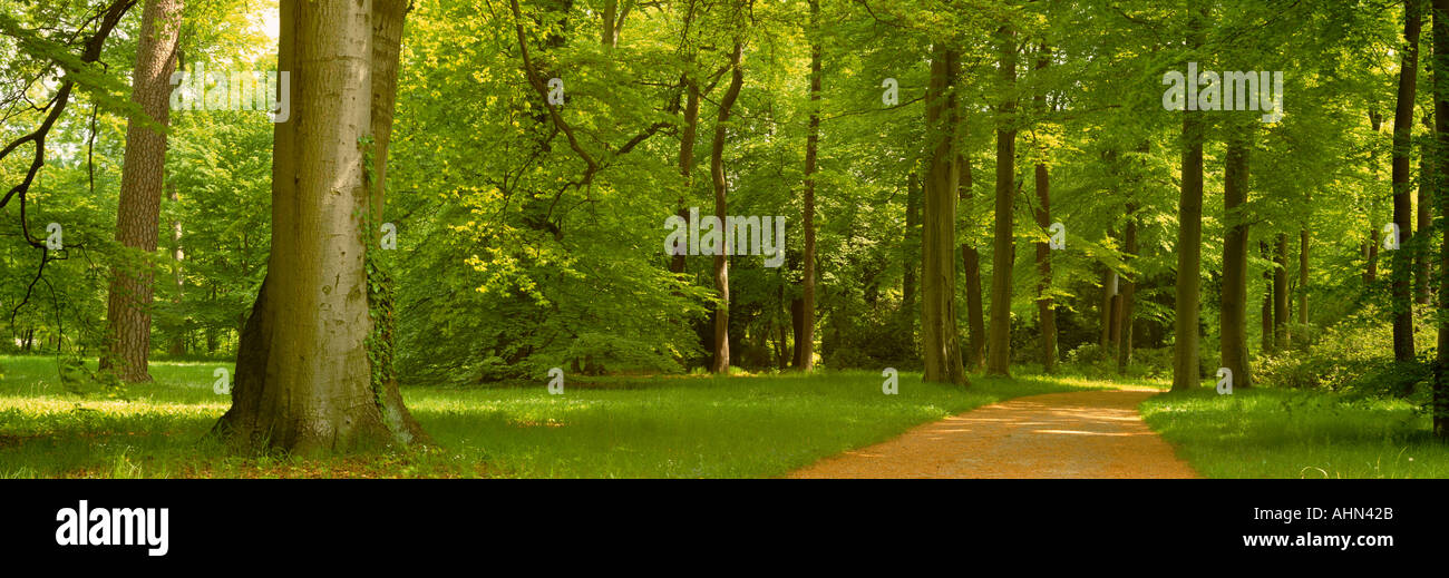 Pathway leading through woodland scene uk Stock Photo - Alamy