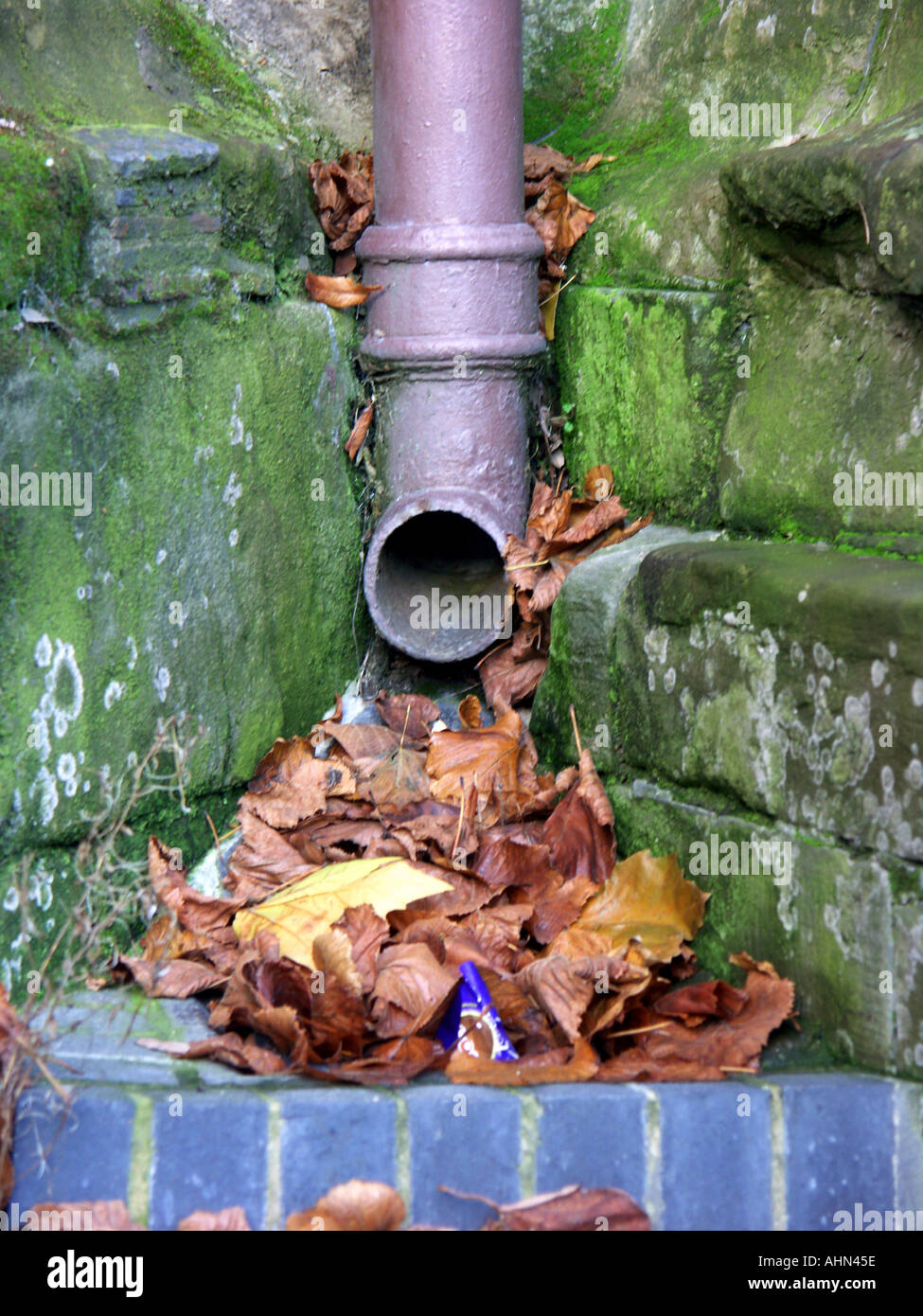 Drain with leaves Stock Photo - Alamy