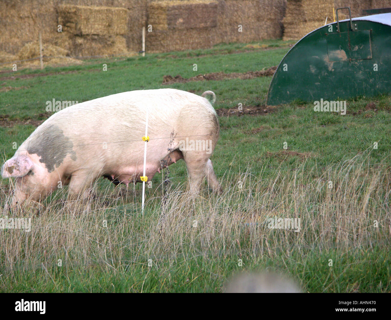 Freerange Pork Production at Packington Stock Photo - Alamy