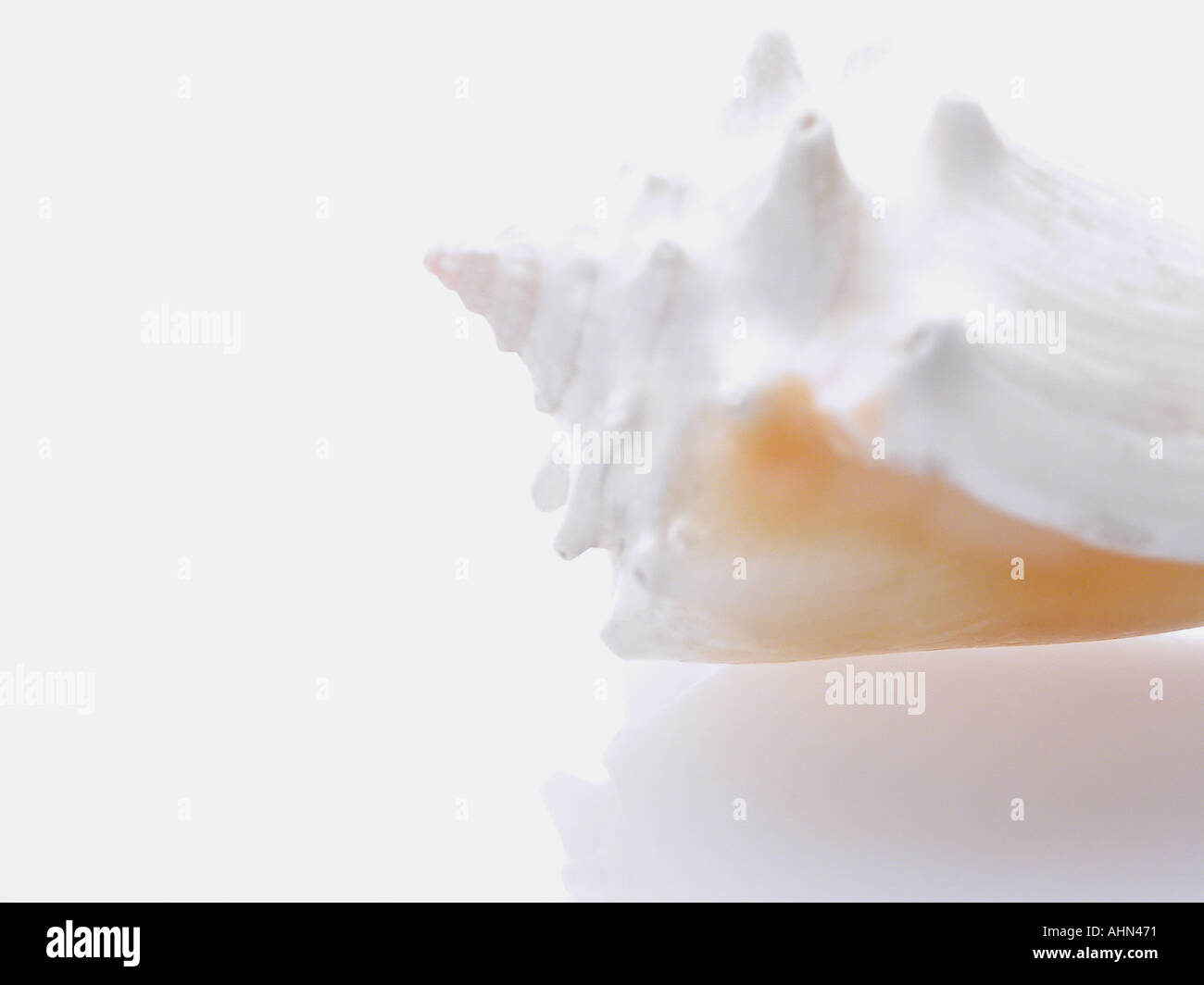 Singular shells hi-res stock photography and images - Alamy