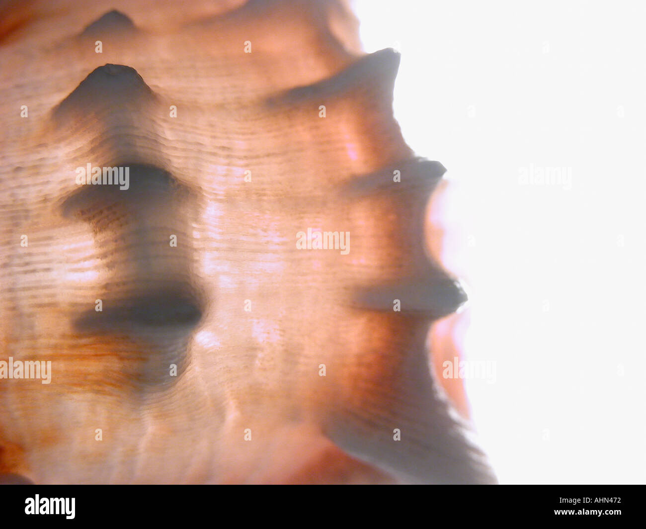 Singular shells High Resolution Stock Photography and Images - Alamy