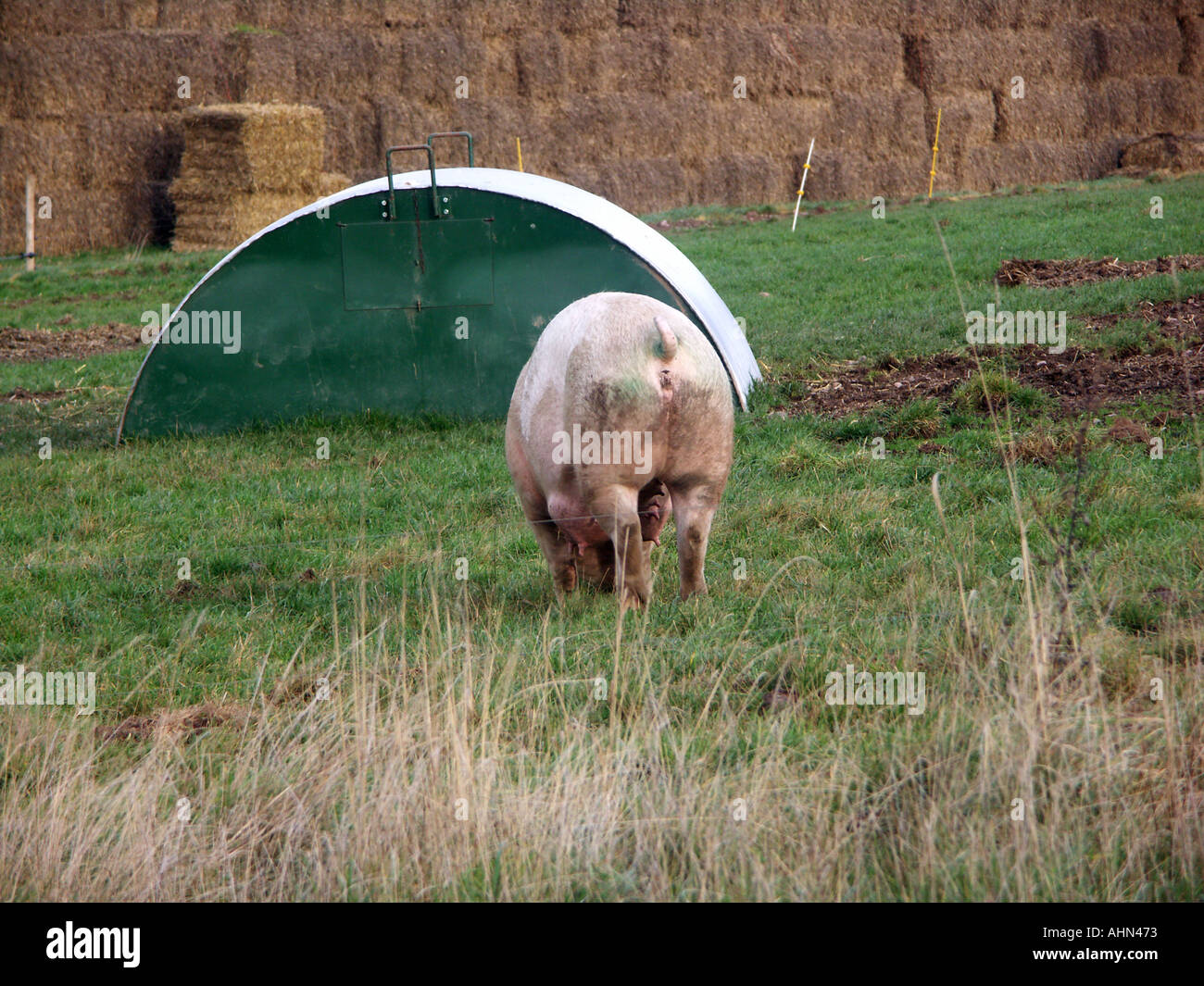 Freerange Pork Production at Packington Stock Photo - Alamy