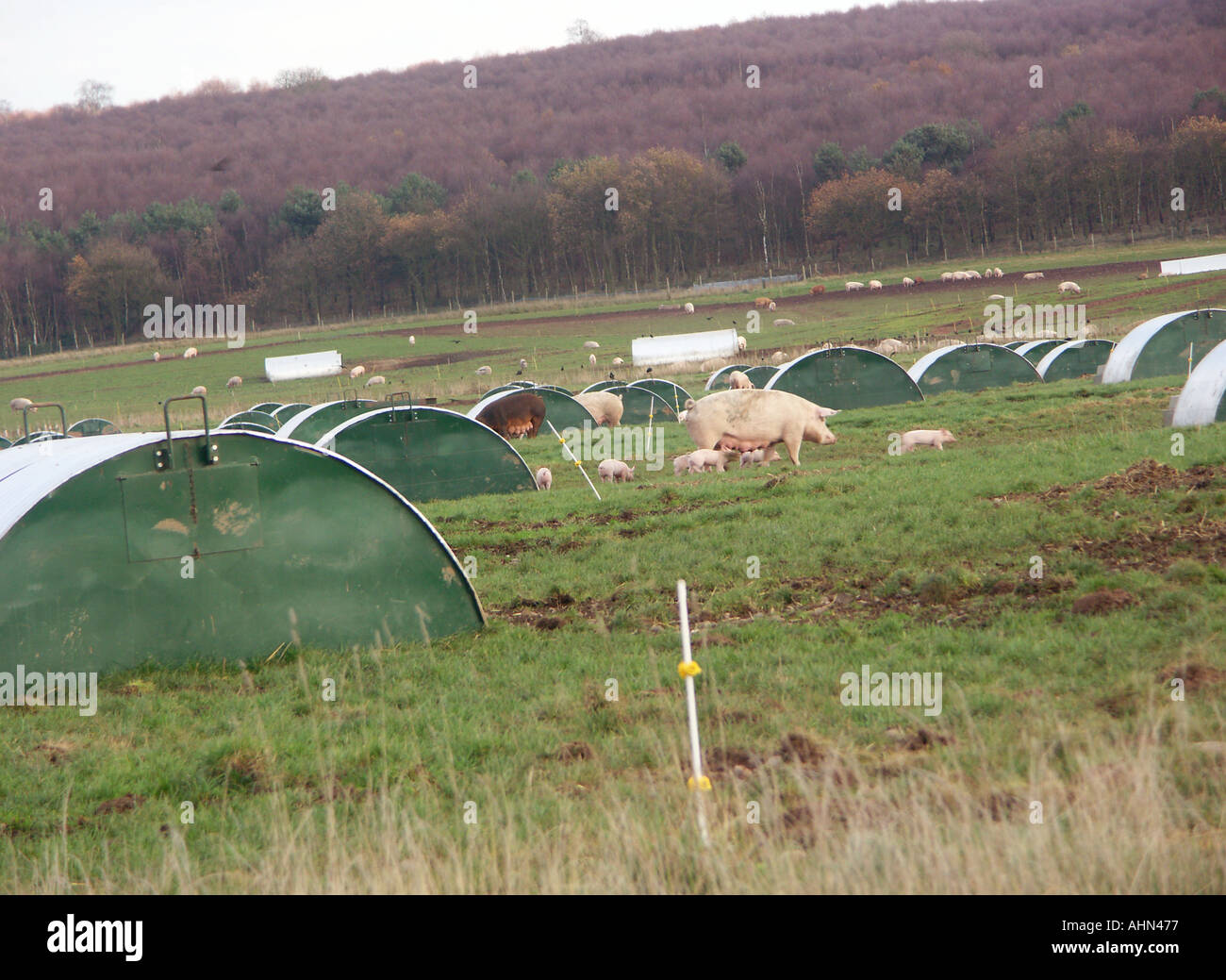 Freerange Pork Production at Packington Stock Photo - Alamy