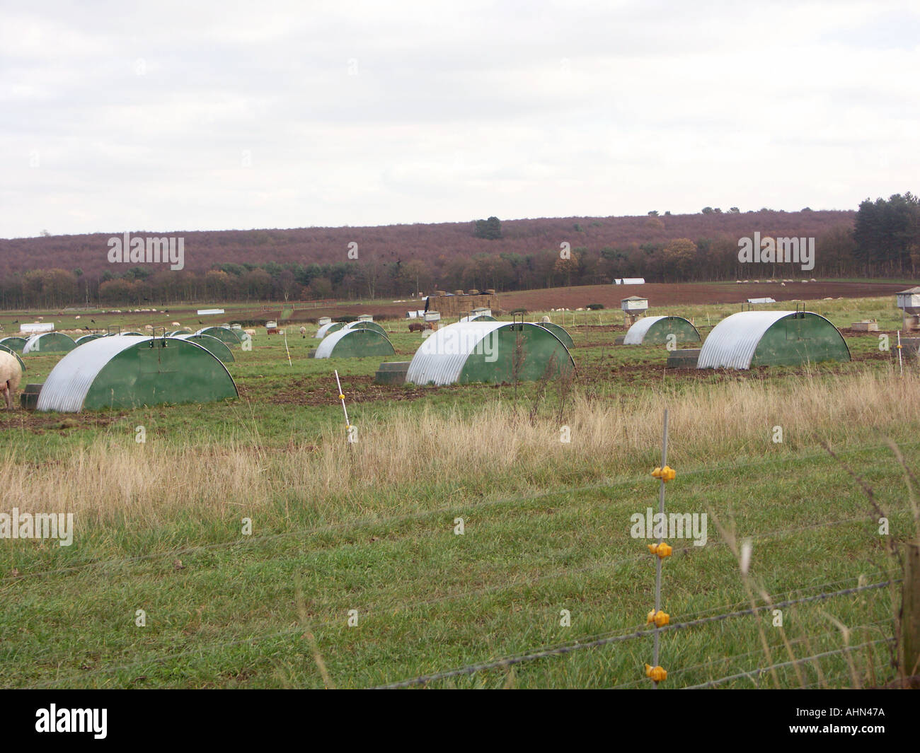 Freerange Pork Production at Packington Stock Photo - Alamy