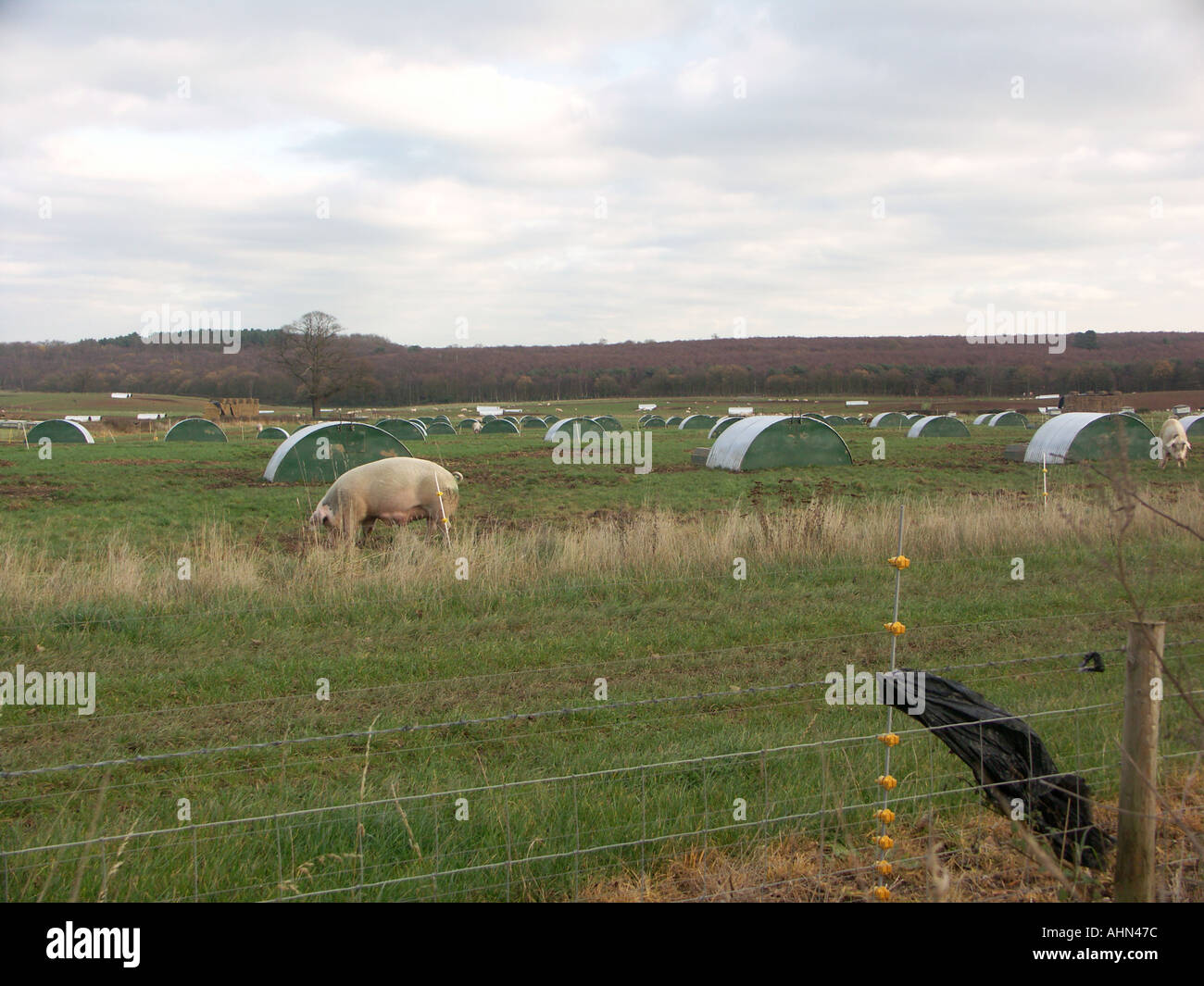 Freerange Pork Production at Packington Stock Photo - Alamy