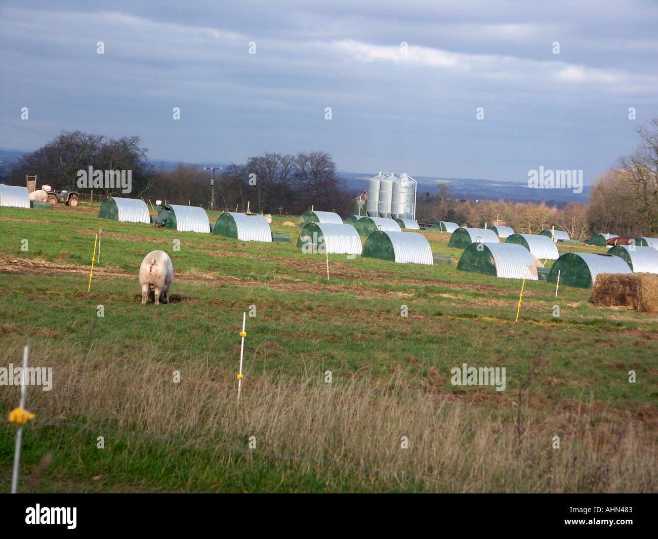 Packington pigs hi-res stock photography and images - Alamy