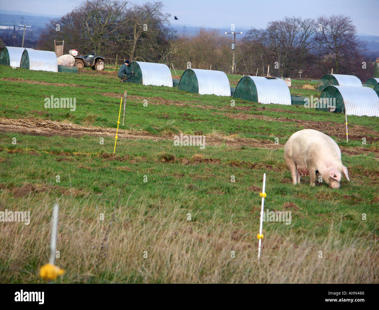 Pig Arks High Resolution Stock Photography and Images - Alamy