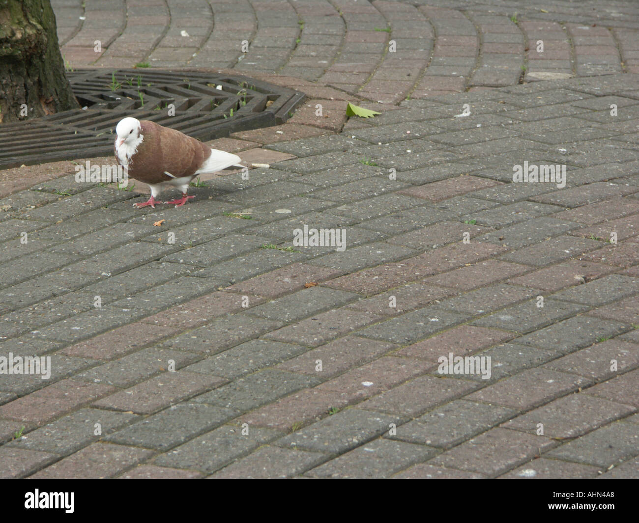 Pigeon strutting around in a town centre Stock Photo - Alamy