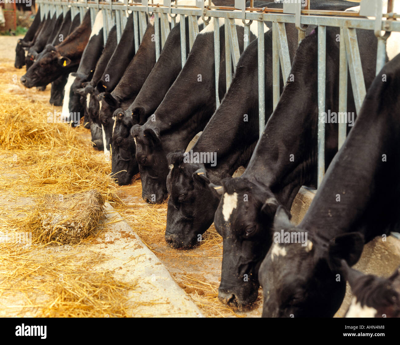 Cows feeding at trough in Spain Stock Photo - Alamy