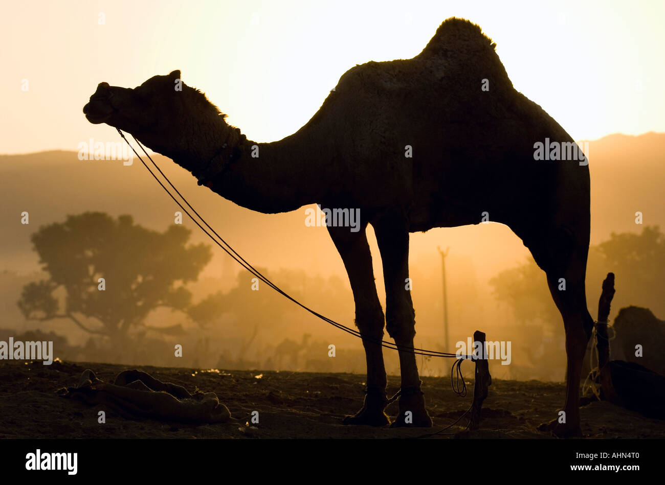 Silhouette of a camel tied to a wooden post, Pushkar, Rajasthan, India ...