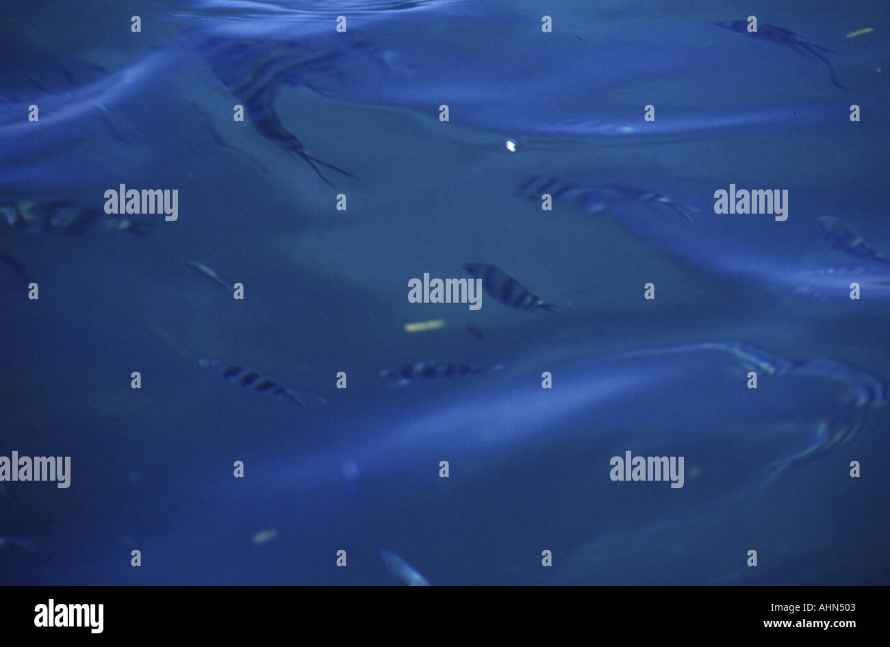 Fish shoal shapes hi-res stock photography and images - Alamy