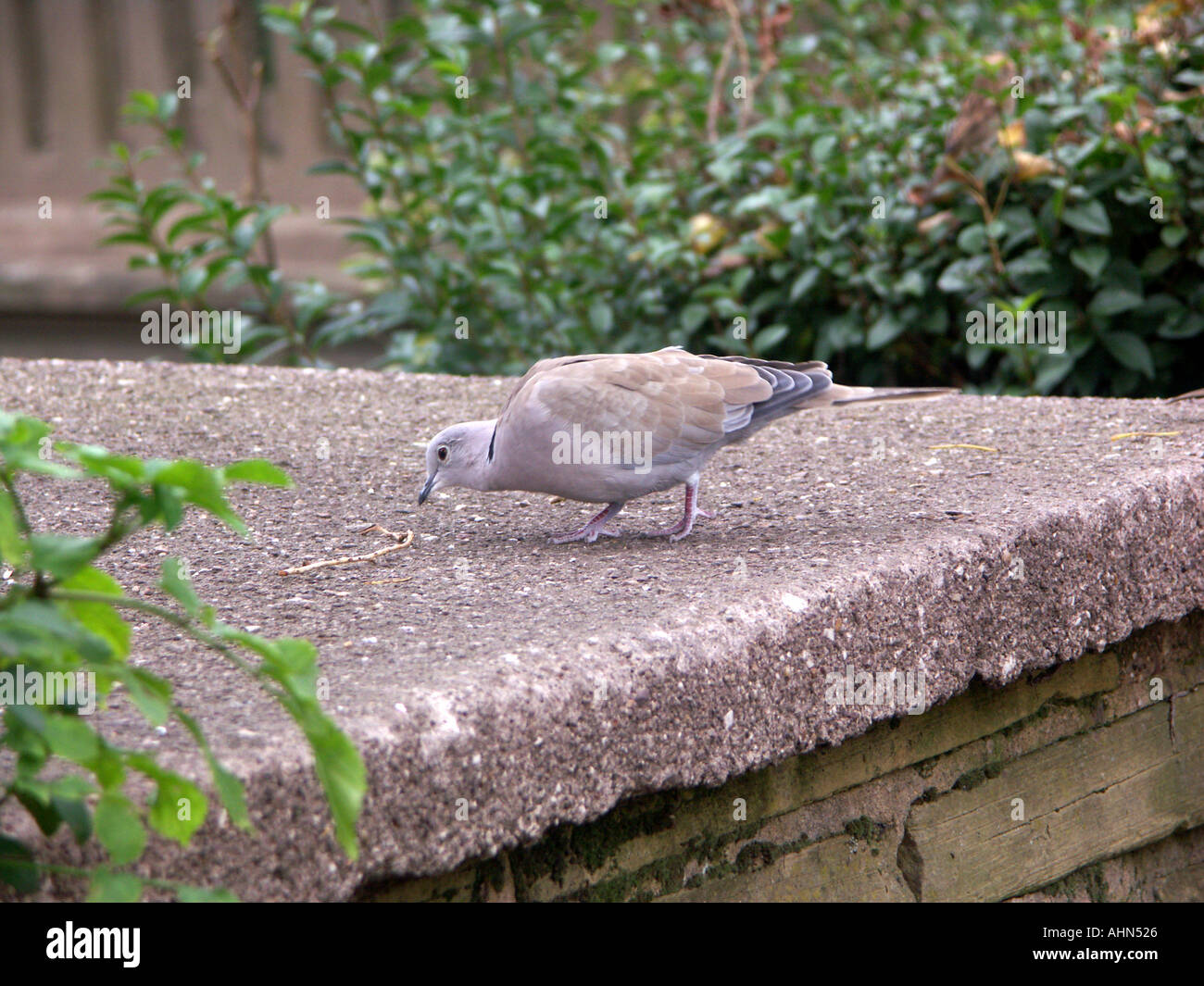 Collared Dove feeding Streptopelia decaocto 1 Stock Photo - Alamy