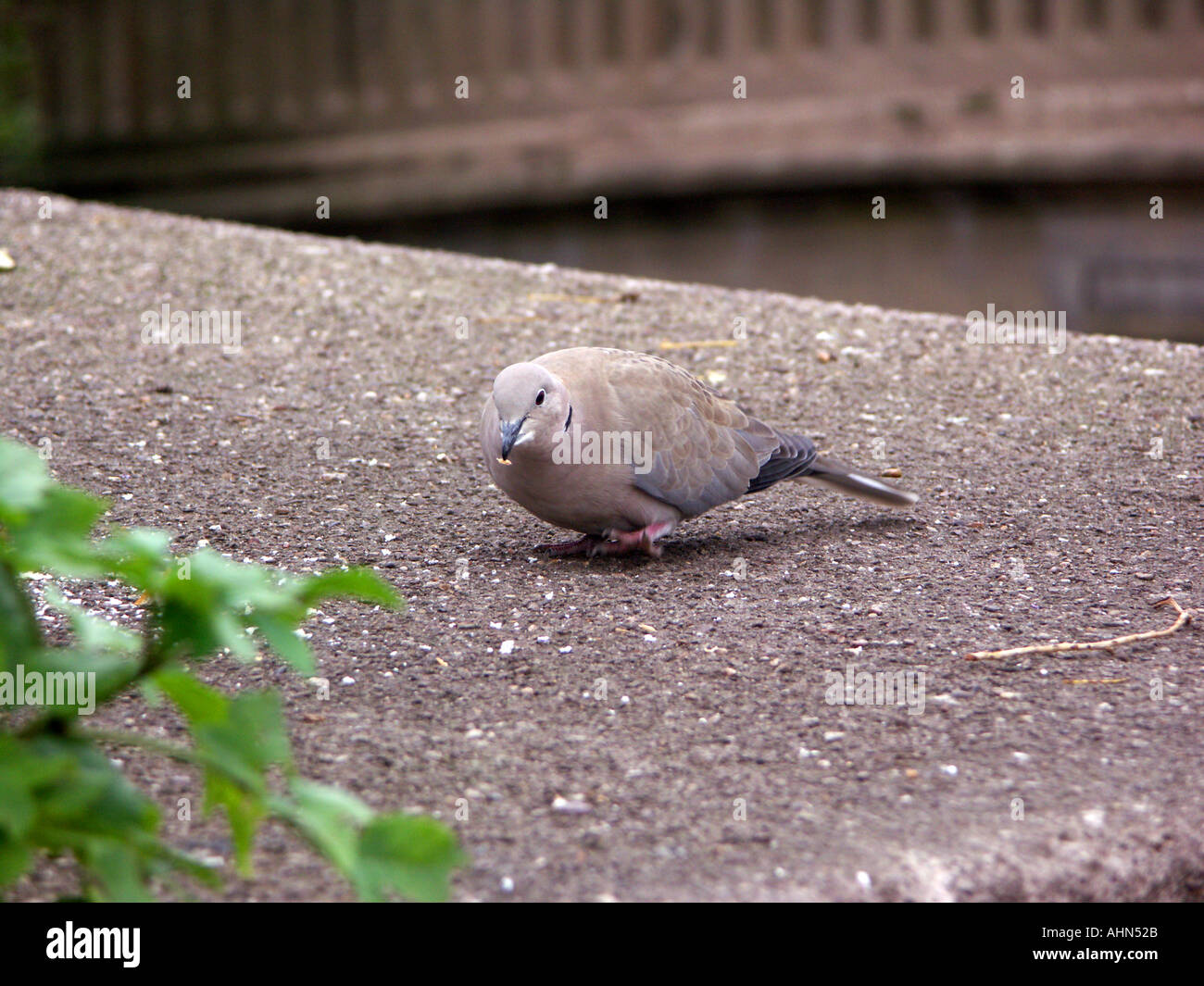 Collared Dove feeding Streptopelia decaocto 2 Stock Photo - Alamy