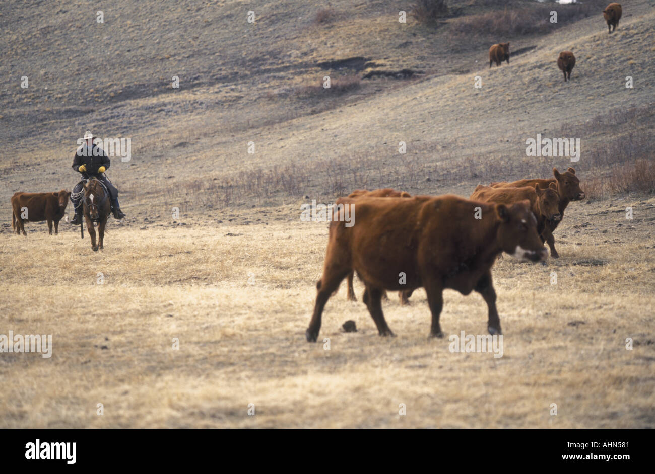 Rancher montana usa hi-res stock photography and images - Alamy
