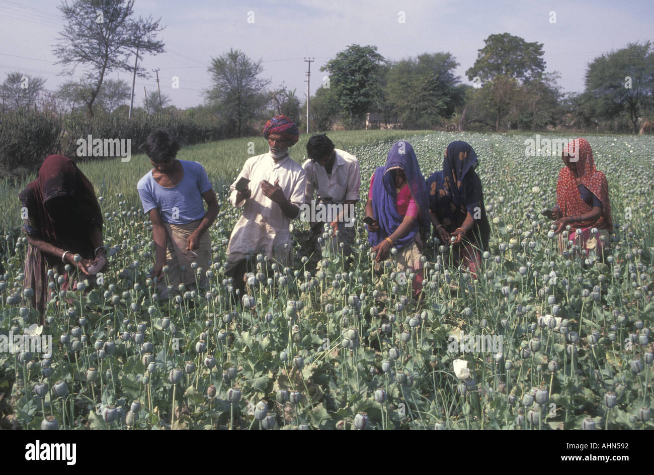 Poppy picker hi-res stock photography and images - Alamy