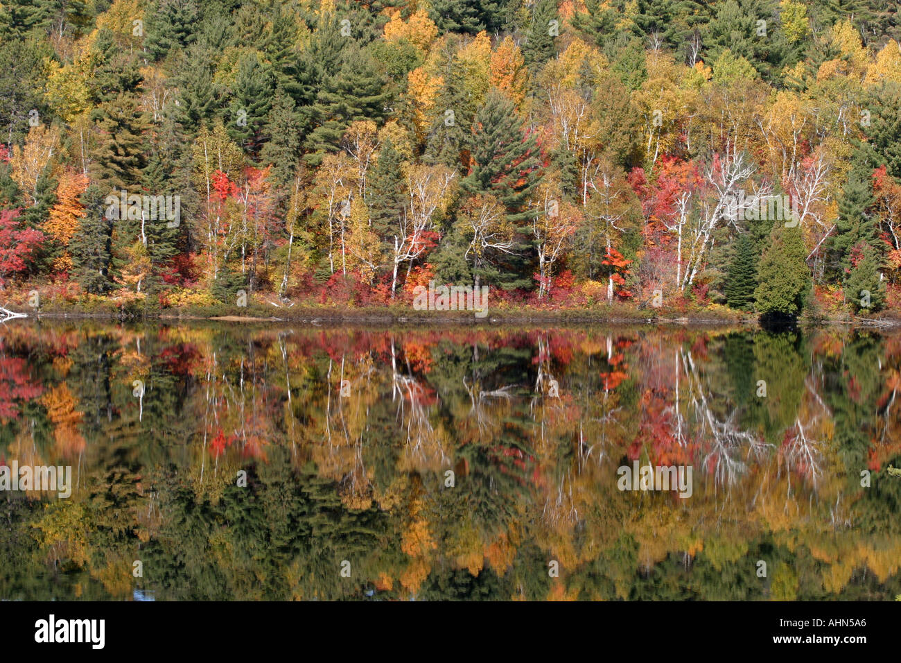 fall forest reflection in lake Stock Photo - Alamy