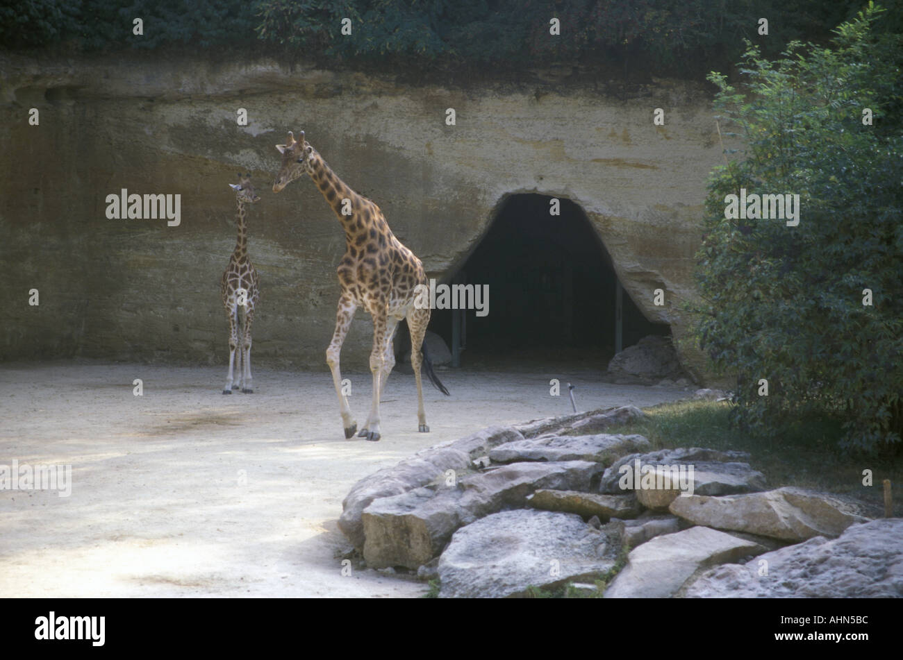 Giraffes at Zoo de Doue Loire France Stock Photo - Alamy