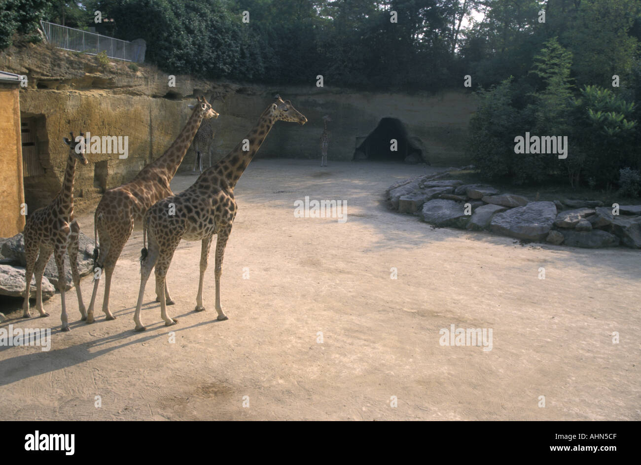 Giraffe enclosure, Zoo de Doue, Loire, France Stock Photo - Alamy
