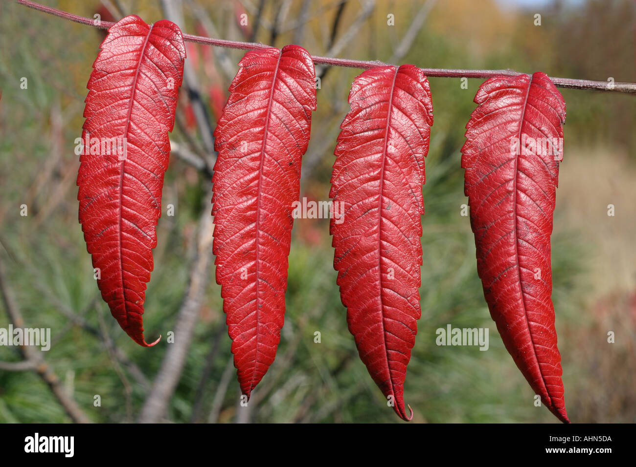 Silky deep red hi-res stock photography and images - Alamy