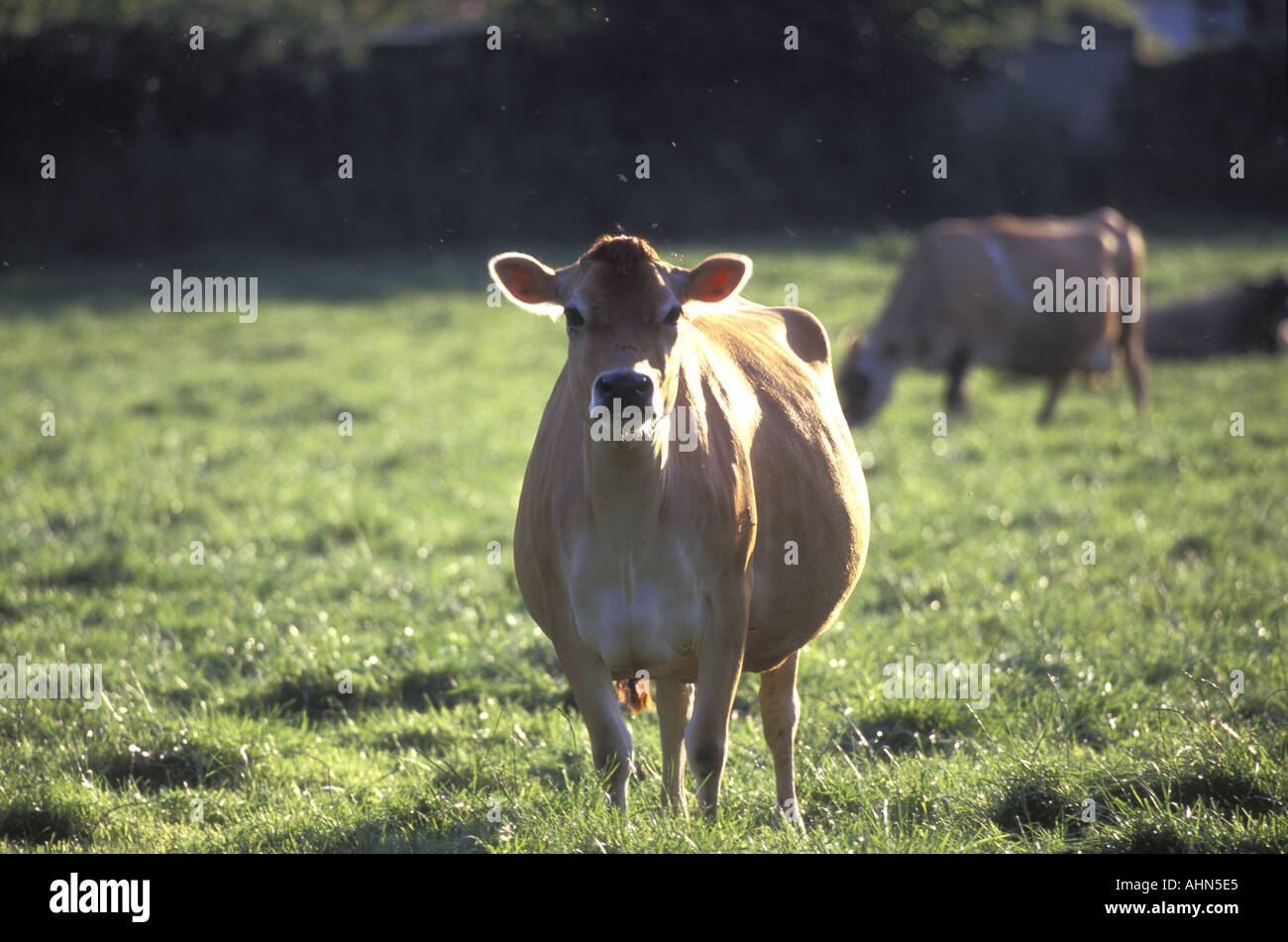 Jersey cow channel islands hi-res stock photography and images - Alamy