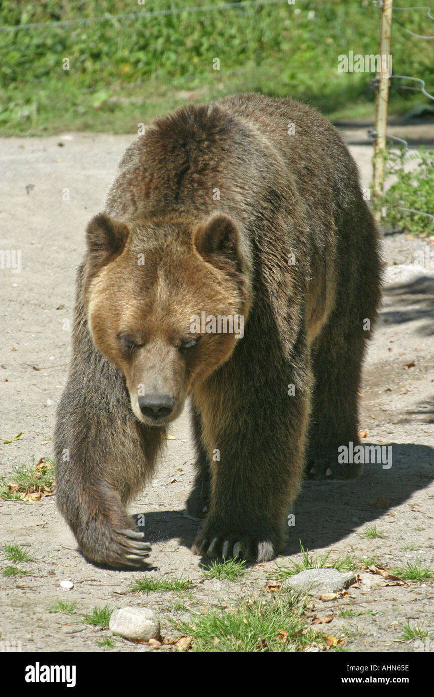 Bear approach hi-res stock photography and images - Alamy
