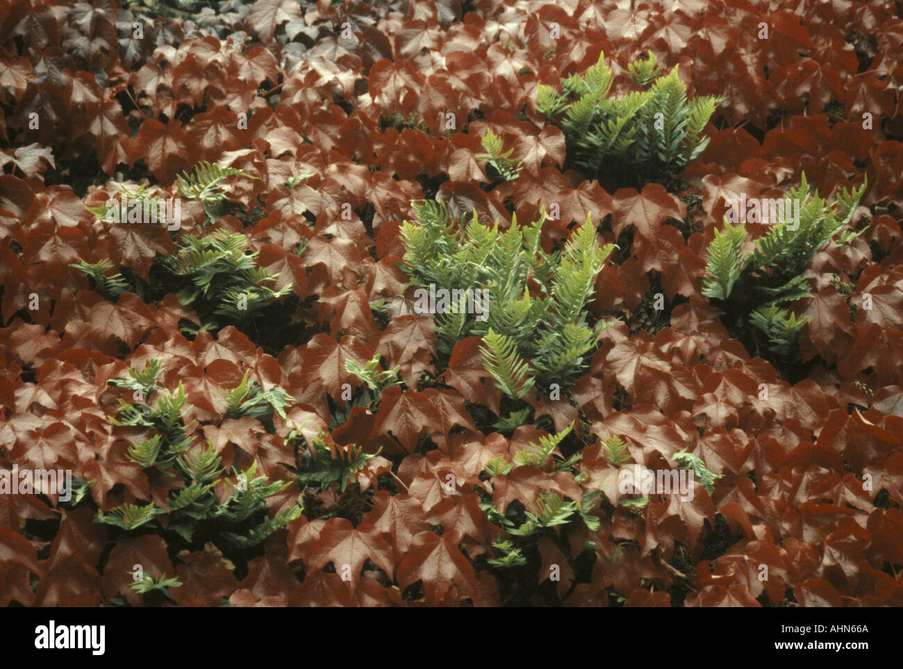 Spring growth leafy Stock Photo - Alamy