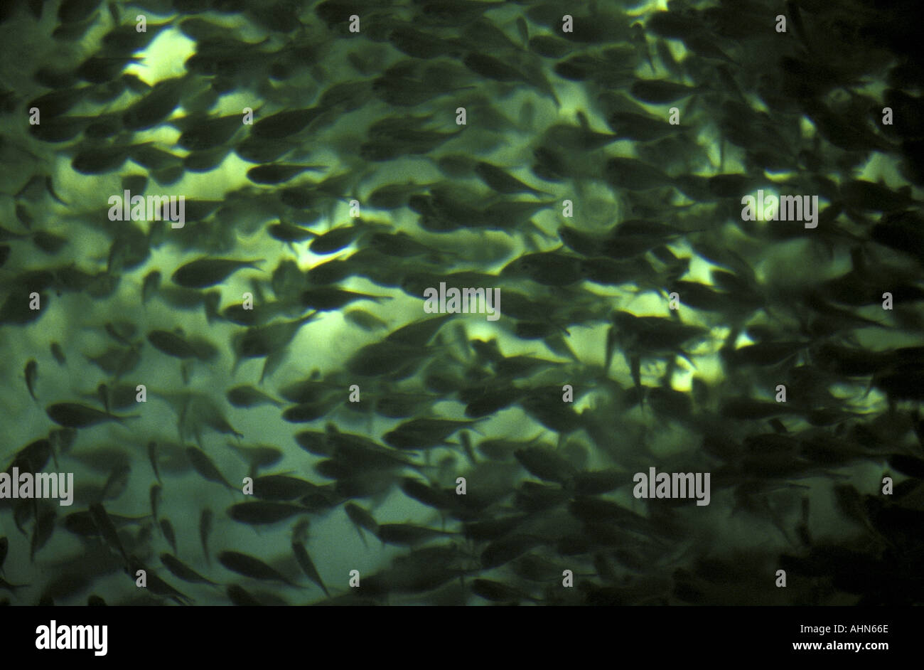 Swirling fish hi-res stock photography and images - Alamy