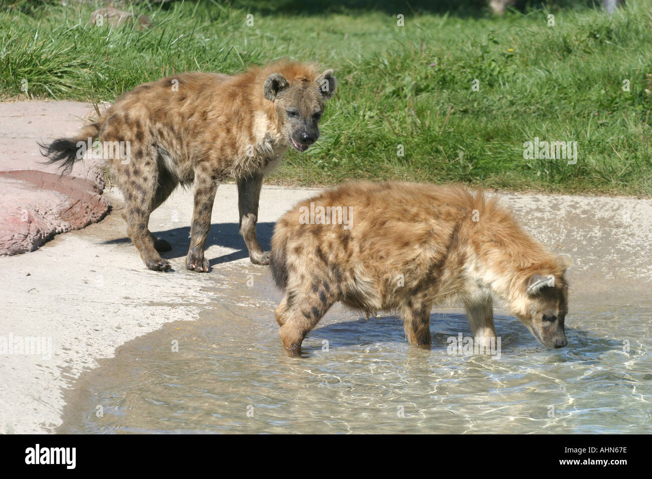 2 hyenas hi-res stock photography and images - Alamy