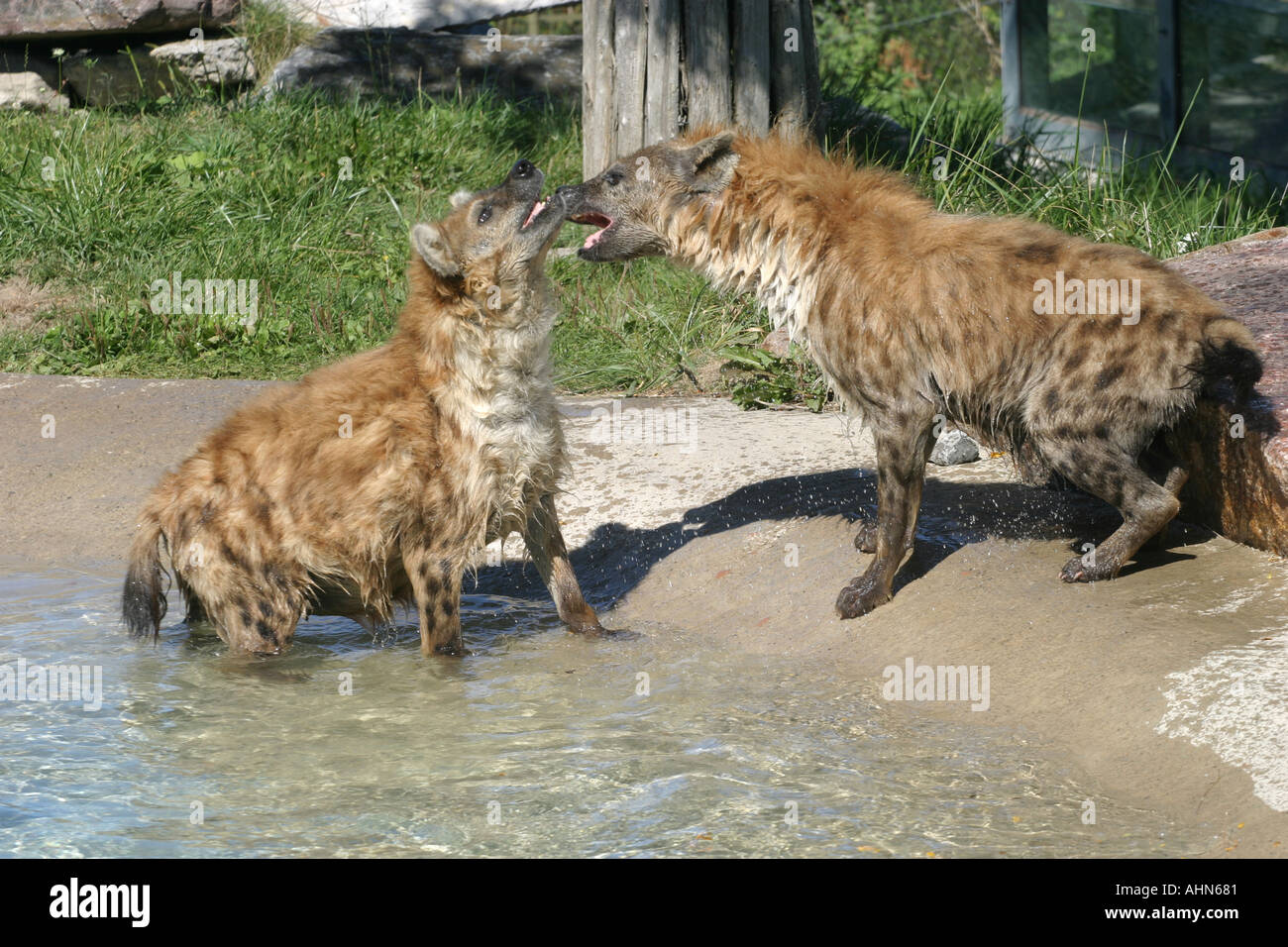 Hyena fight hi-res stock photography and images - Alamy