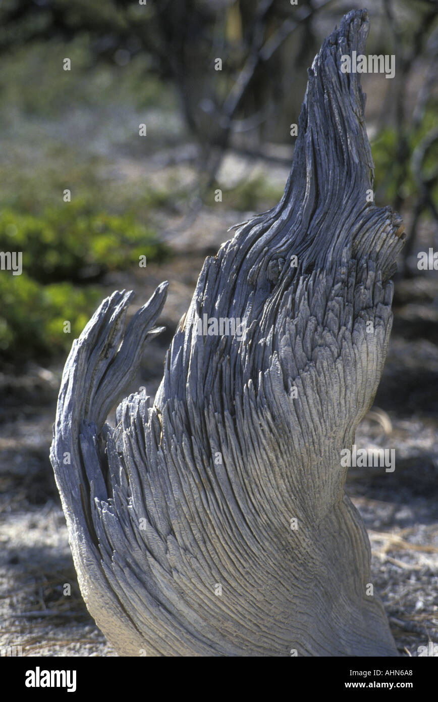 Cedar tree stump Stock Photo - Alamy