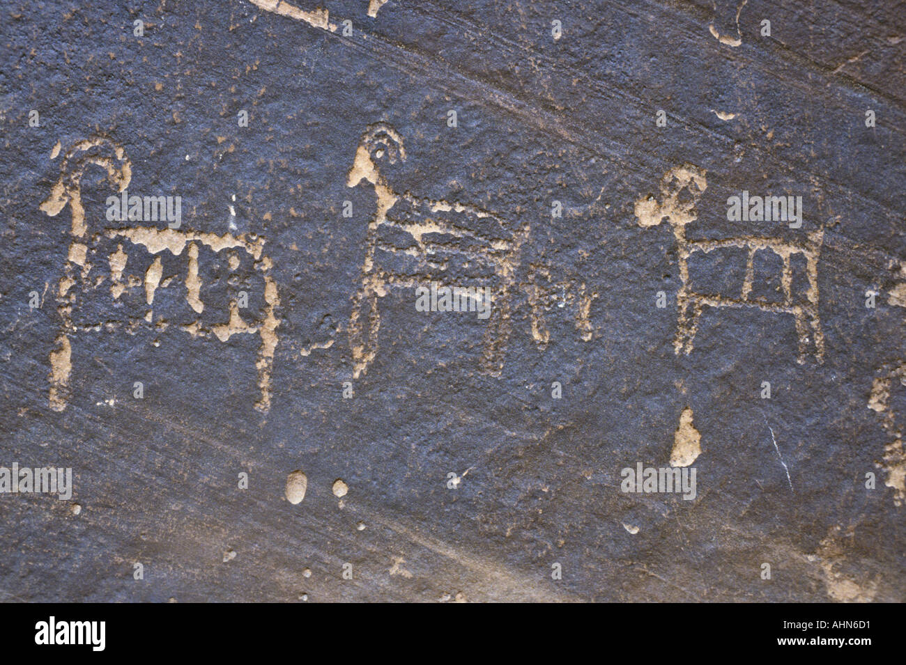 Ancient petroglyphs deer carvings hi-res stock photography and images ...