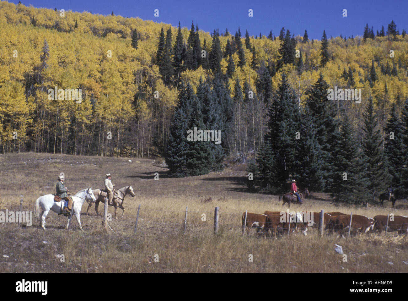 Cattle ranchers northern New Mexico Stock Photo - Alamy