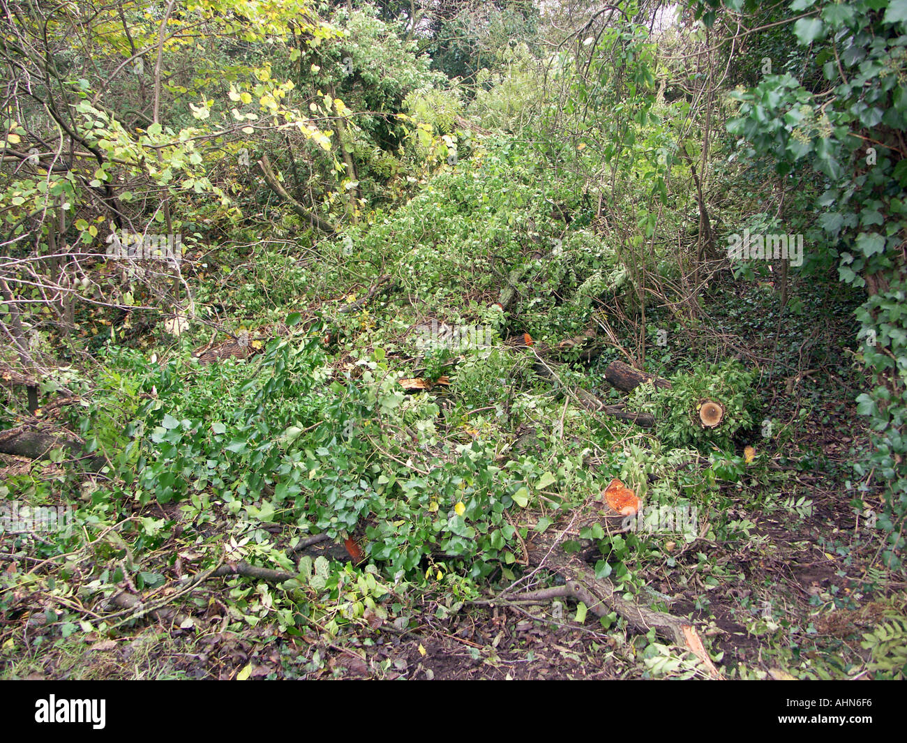 Timber cutting england hi-res stock photography and images - Alamy
