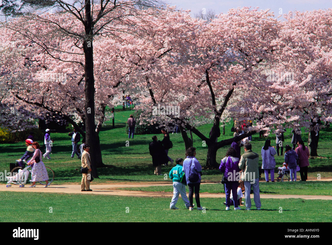 USA Washington DC The Tidal Basin in Spring Japanese Cherry Blossom ...