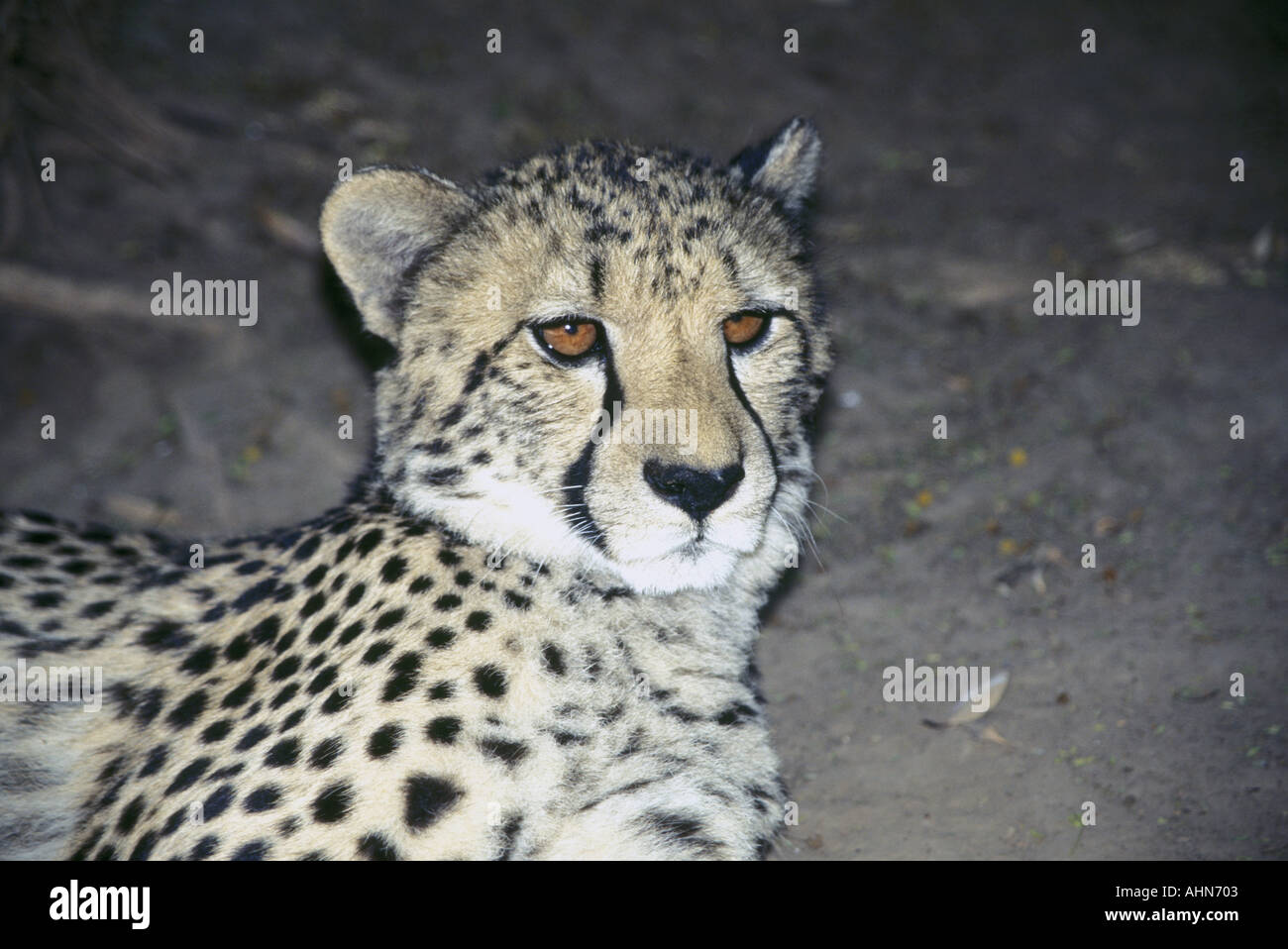 Cheetah resting at night Stock Photo - Alamy