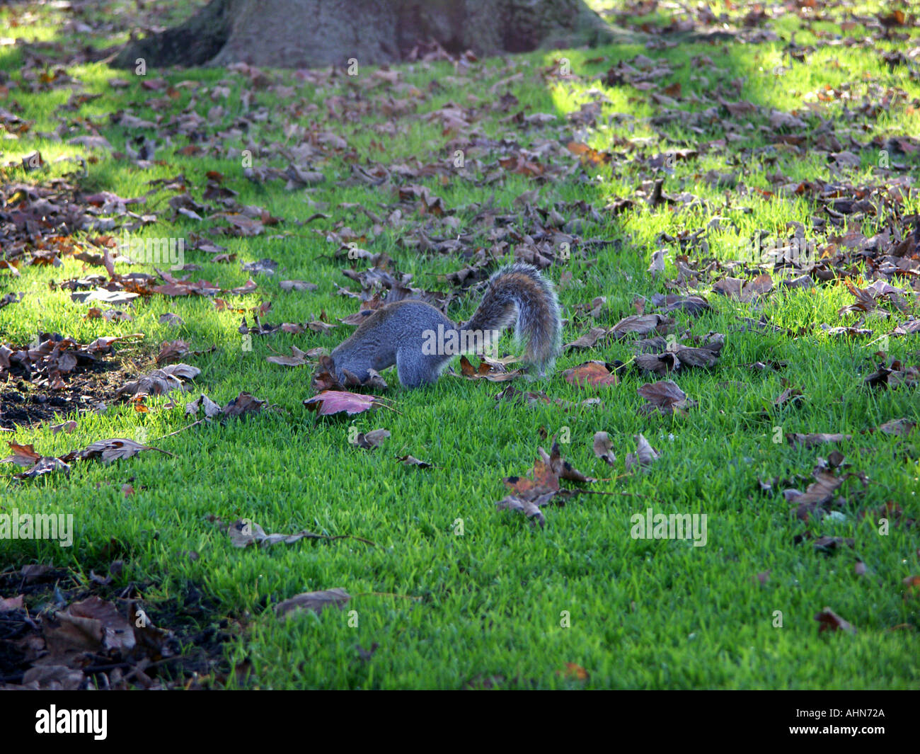 Squirrel storing food hi-res stock photography and images - Alamy