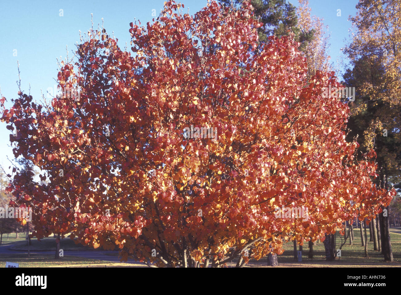 Changing colour tree hi-res stock photography and images - Alamy