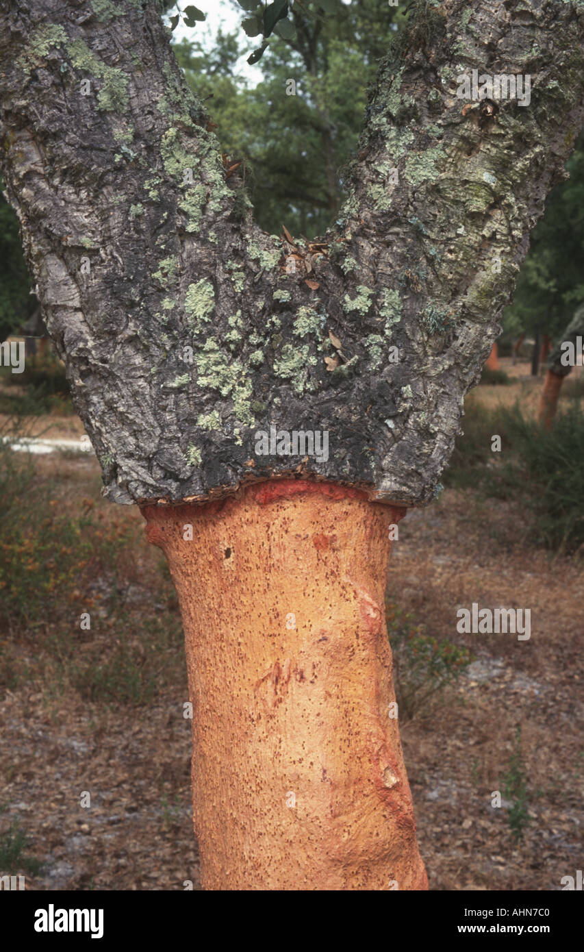 Agriculture axe bark cork hi-res stock photography and images - Alamy