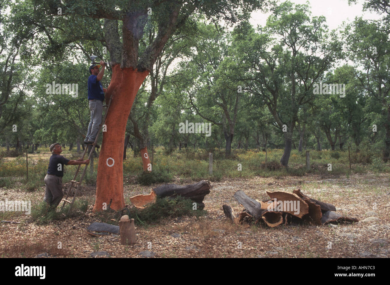 Agriculture axe bark cork hi-res stock photography and images - Alamy