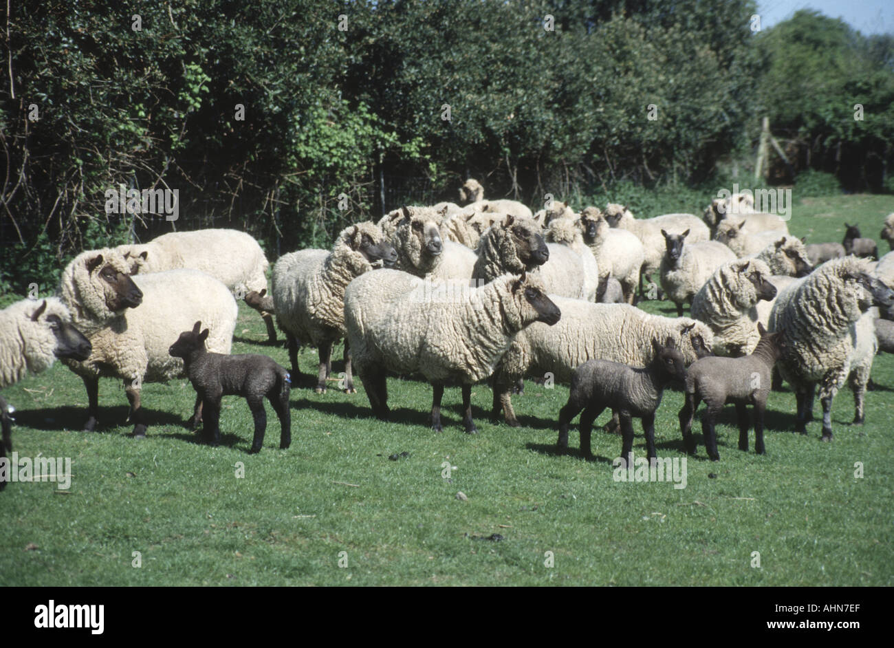 Nervous sheep hi-res stock photography and images - Alamy