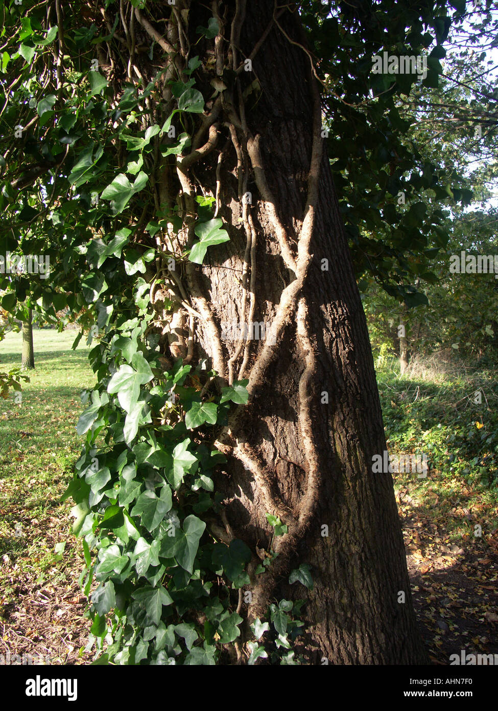 Well established Ivy growing on a tree trunk Stock Photo - Alamy