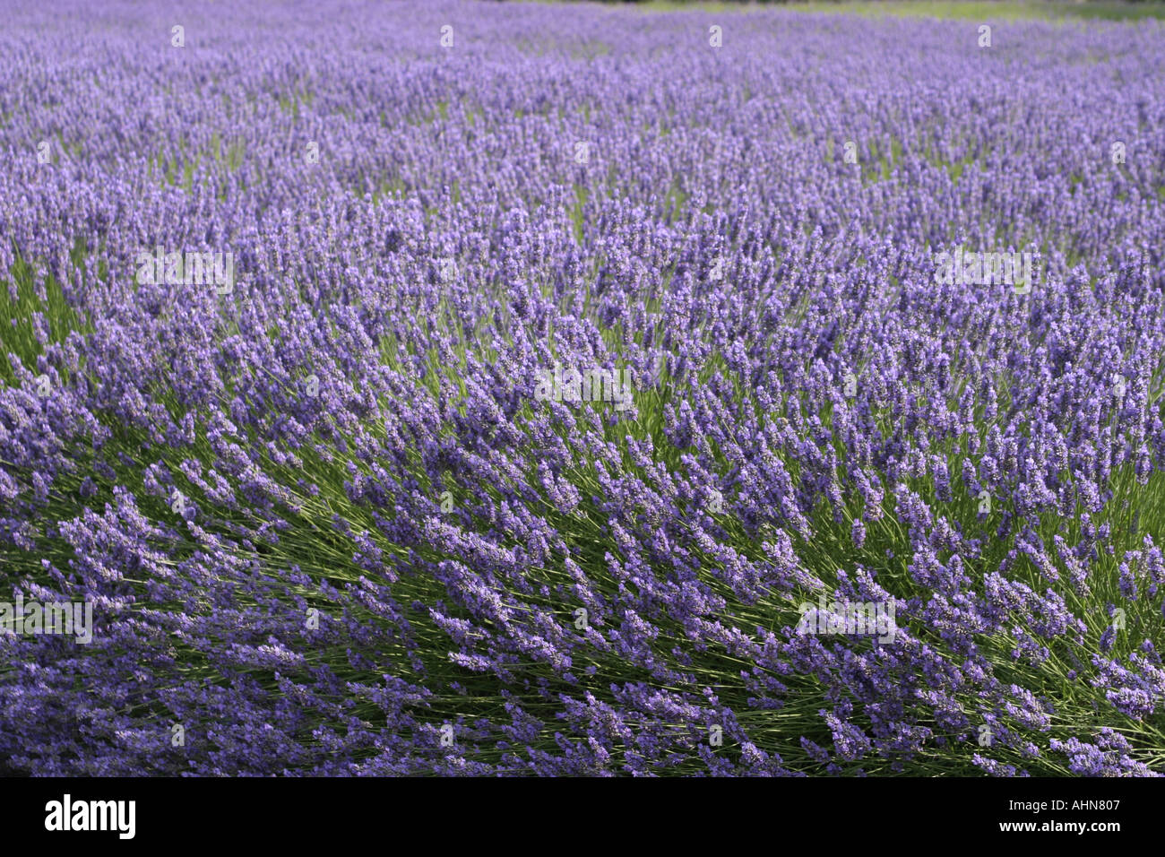 Lavender curves hi-res stock photography and images - Alamy