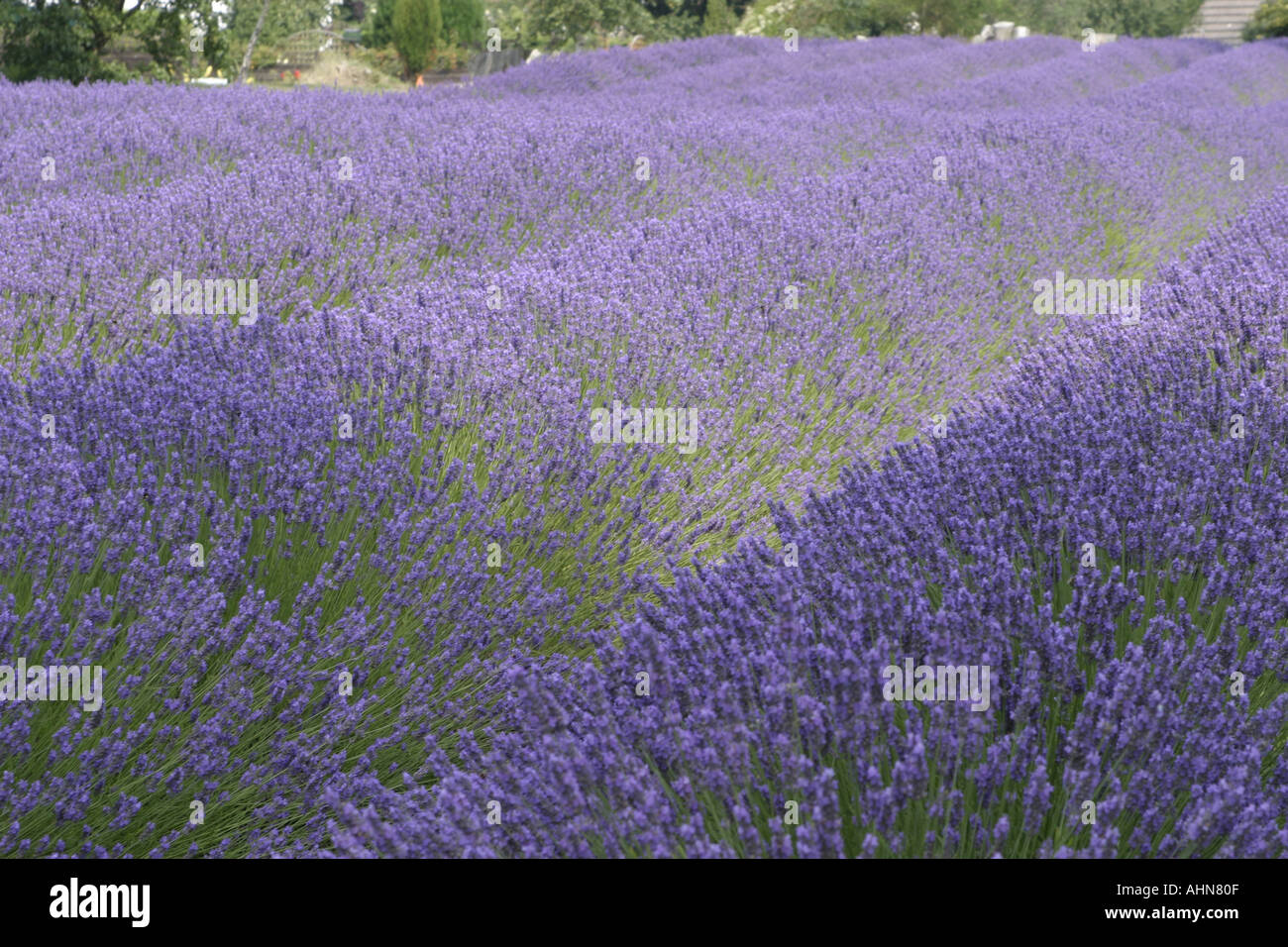 Lavender curves hi-res stock photography and images - Alamy