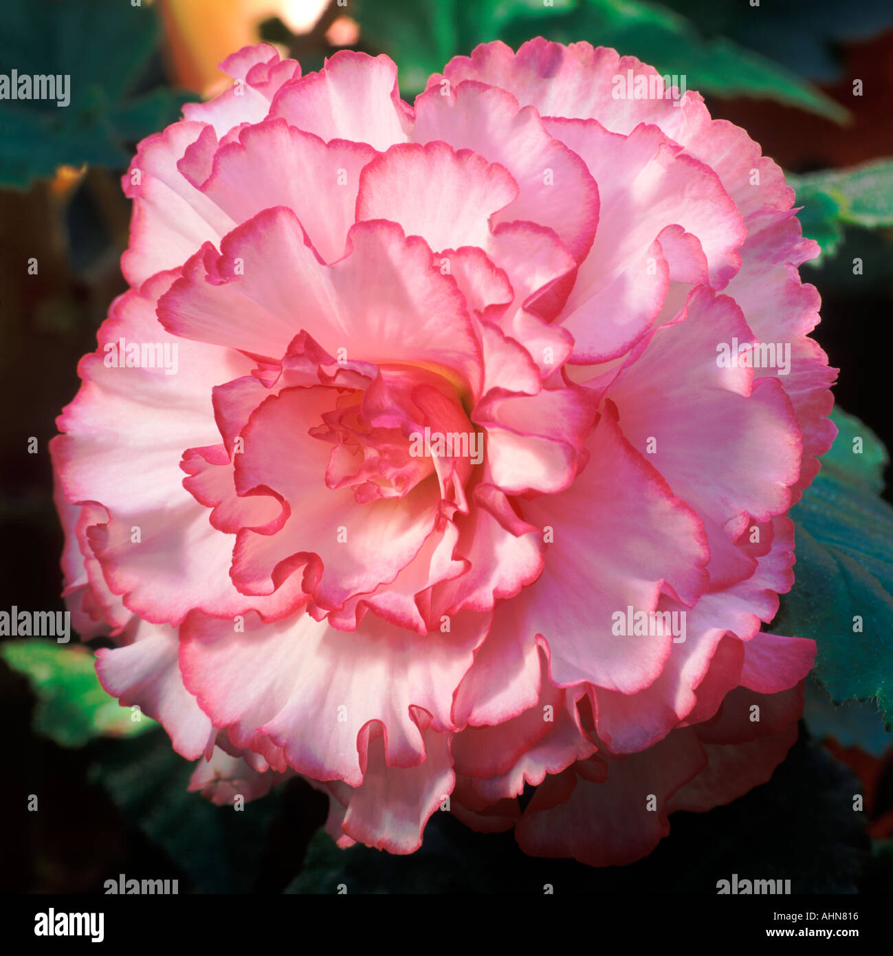 Tuberous Begonia High Resolution Stock Photography and Images - Alamy