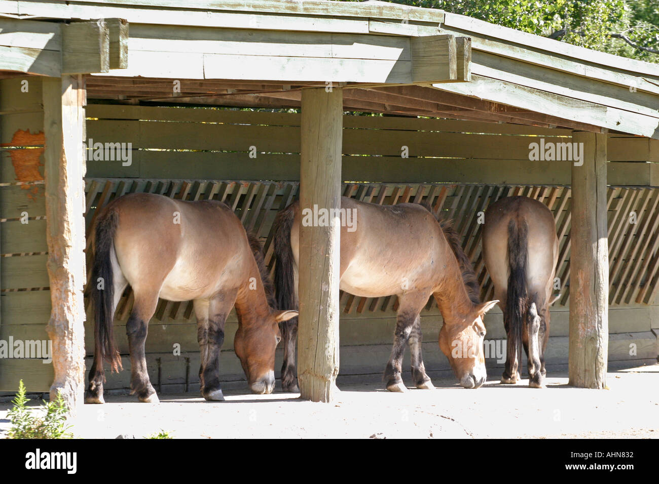 three horses in stable Stock Photo - Alamy
