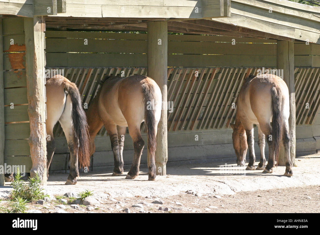 three horses in stable Stock Photo - Alamy